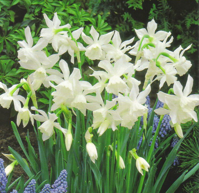 Narcissen bollen goedkoop online bestellen bij Koopbloembollen.nl ...