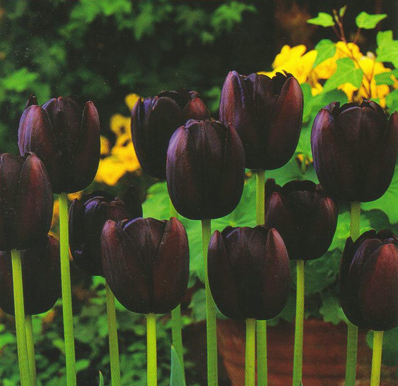 Tulpenbollen kopen - Bloembollen Kopen? | Goedkoop Bloembollen online ...