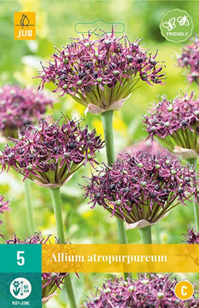 Allium atropurpureum 5 bollen - Bloembollen Kopen? | Goedkoop ...