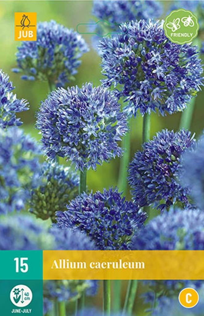 Allium caeruleum 15 bollen - Bloembollen Kopen? | Goedkoop Bloembollen ...