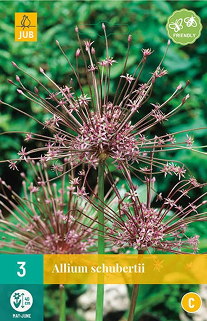 Allium schubertii 3 bollen - Bloembollen Kopen? | Goedkoop Bloembollen ...