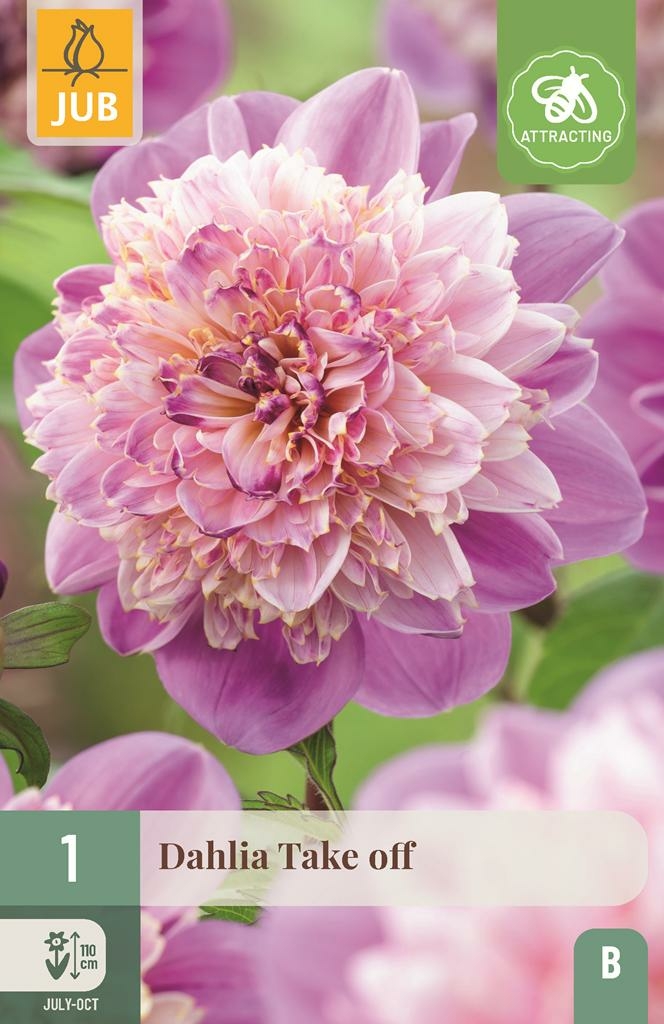 Dahlia Take off - Bloembollen Kopen? | Goedkoop Bloembollen online ...