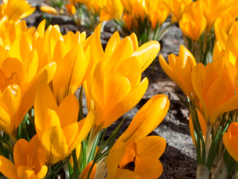 Grootbloemige crocussen bestellen | KoopBloembollen.nl - Bloembollen ...