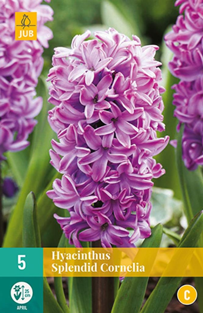 Hyacint splendid cornelia 5 bollen - Bloembollen Kopen? | Goedkoop Bloembollen online Bestellen!