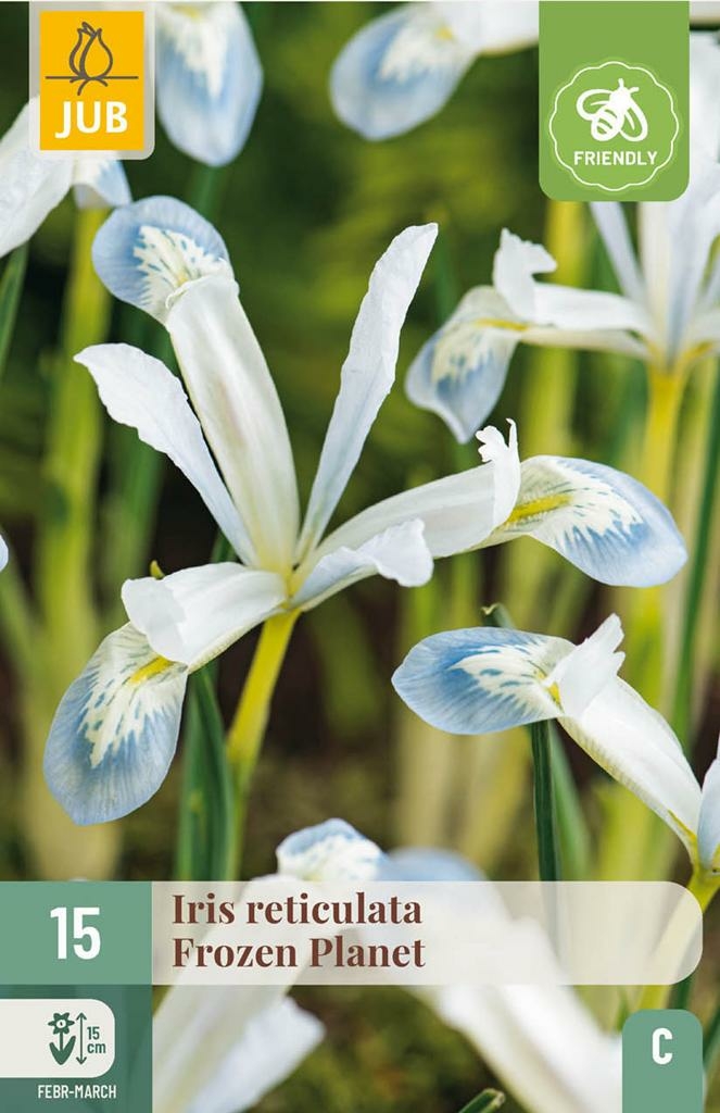 Iris reticulata frozen planet 15 bollen - Bloembollen Kopen? | Goedkoop ...