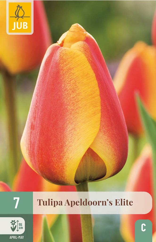 Tulp Apeldoorn's elite 7 bollen - Bloembollen Kopen? | Goedkoop ...