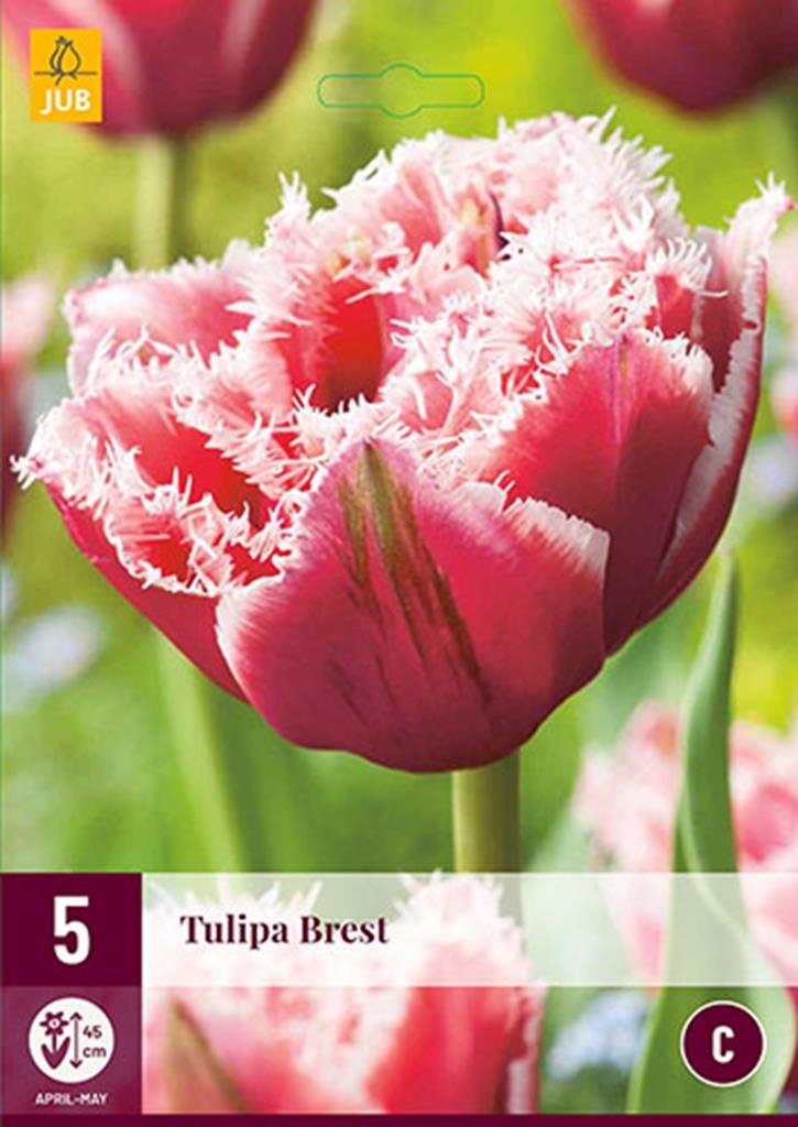 Tulp Brest 5 bollen - Bloembollen Kopen? | Goedkoop Bloembollen online ...