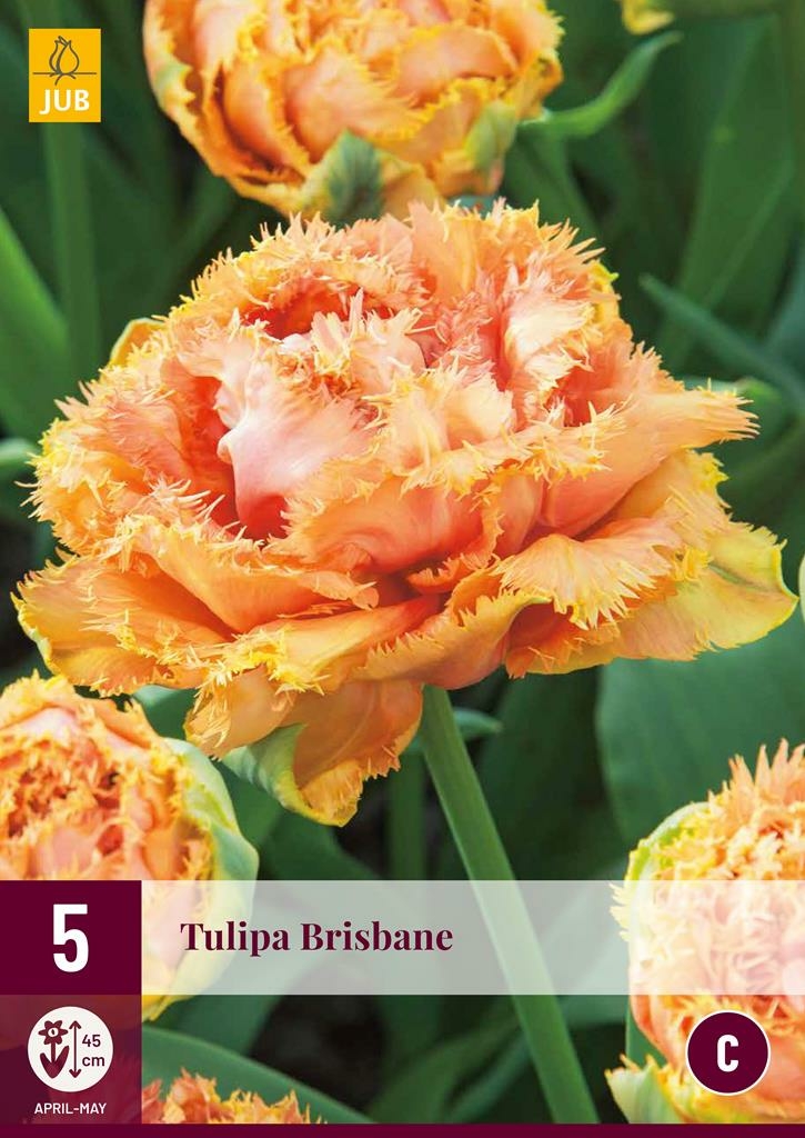 Tulp Brisbane 5 bollen - Bloembollen Kopen? | Goedkoop Bloembollen ...