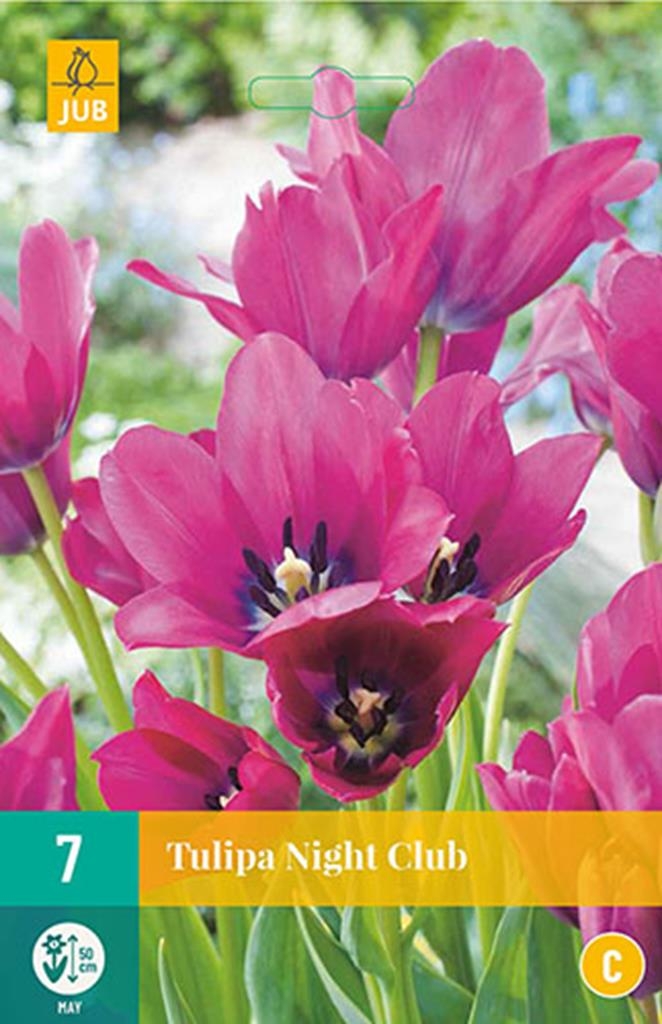Tulp Night club 7 bollen - Bloembollen Kopen? | Goedkoop Bloembollen ...