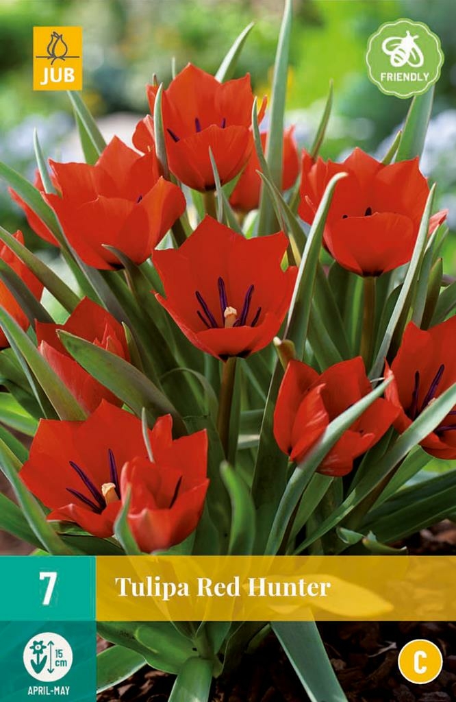 Tulp red Hunter 10 bollen - Bloembollen Kopen? | Goedkoop Bloembollen ...
