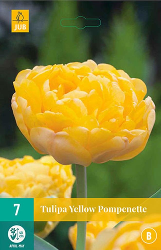 Tulp Yellow Pompenette 7 bollen - Bloembollen Kopen? | Goedkoop ...