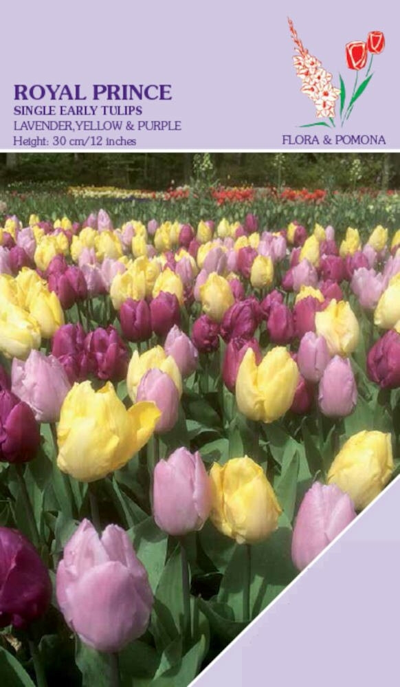 Tulpen Prince trio mix 10 bollen - Bloembollen Kopen? | Goedkoop ...